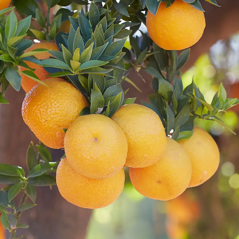 Natural citrus flavours to excite the senses | Givaudan