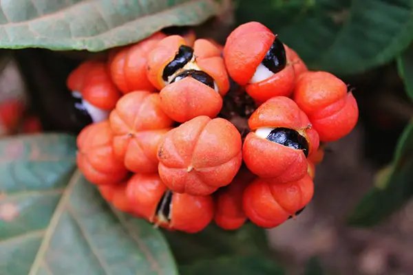 Let’s unlock the power of botanicals | Givaudan