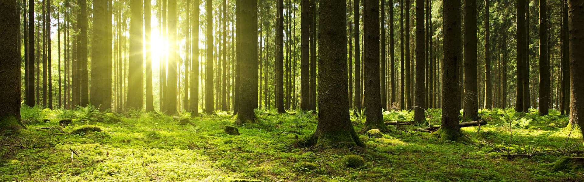 Taking positive action against climate change | Givaudan